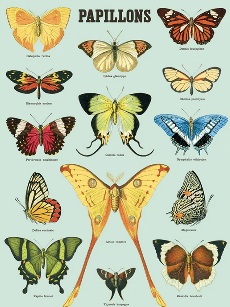 Cavallini Butterflies 2 Poster – Ex-voto